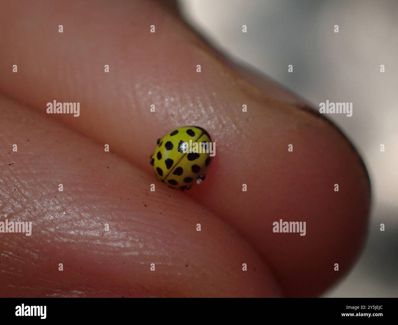 22-spot Ladybird (Psyllobora vigintiduopunctata) Insecta Stock Photo ...