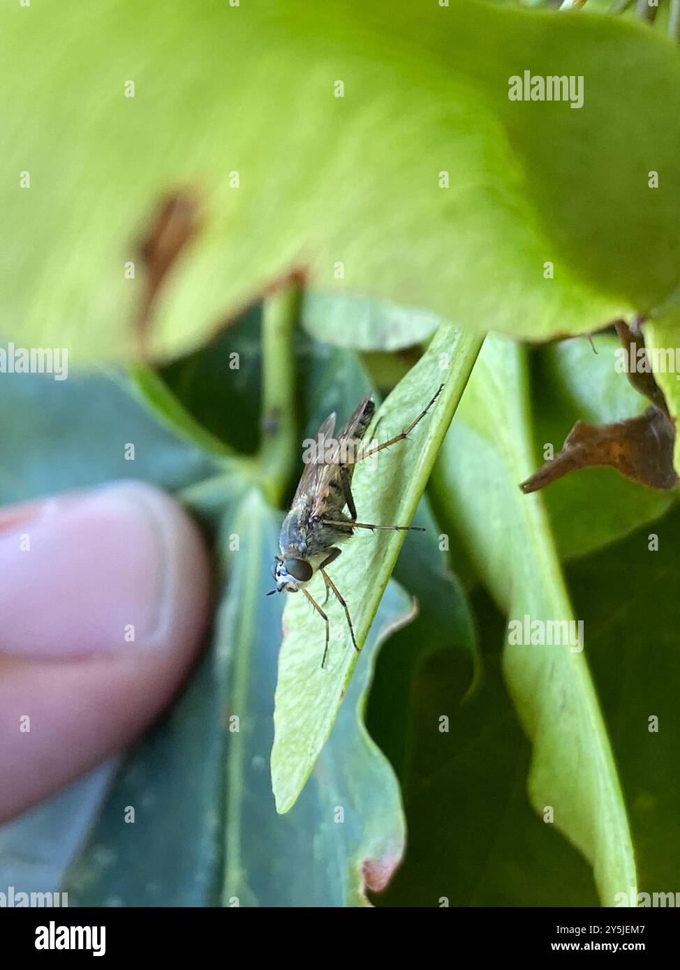 Common Stiletto (Thereva nobilitata) Insecta Stock Photo - Alamy