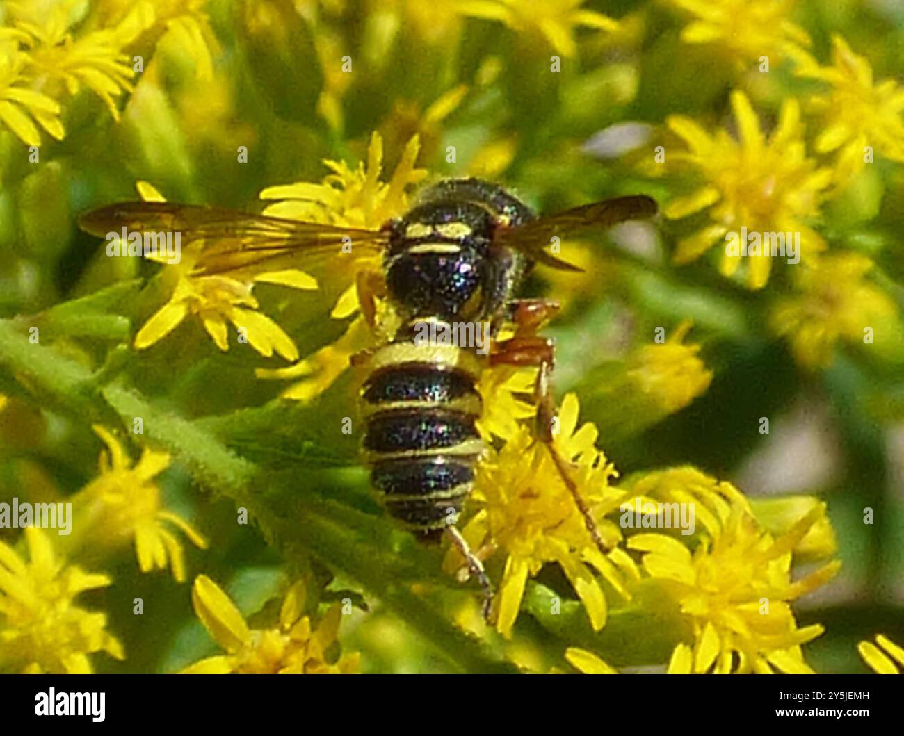 Typical Weevil Wasps and Allies (Cerceris) Insecta Stock Photo - Alamy