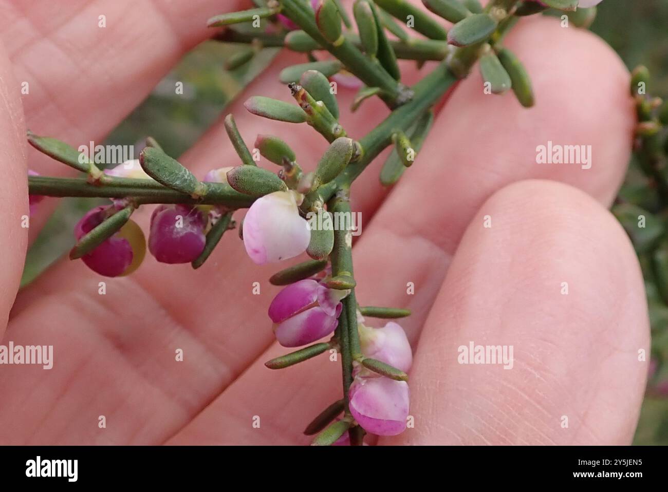 tortoise berry (Muraltia spinosa) Plantae Stock Photo - Alamy