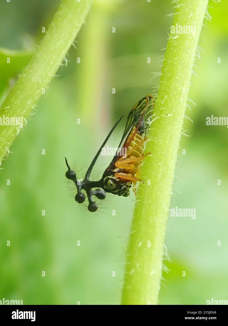 Bocydium globulare hi-res stock photography and images - Alamy