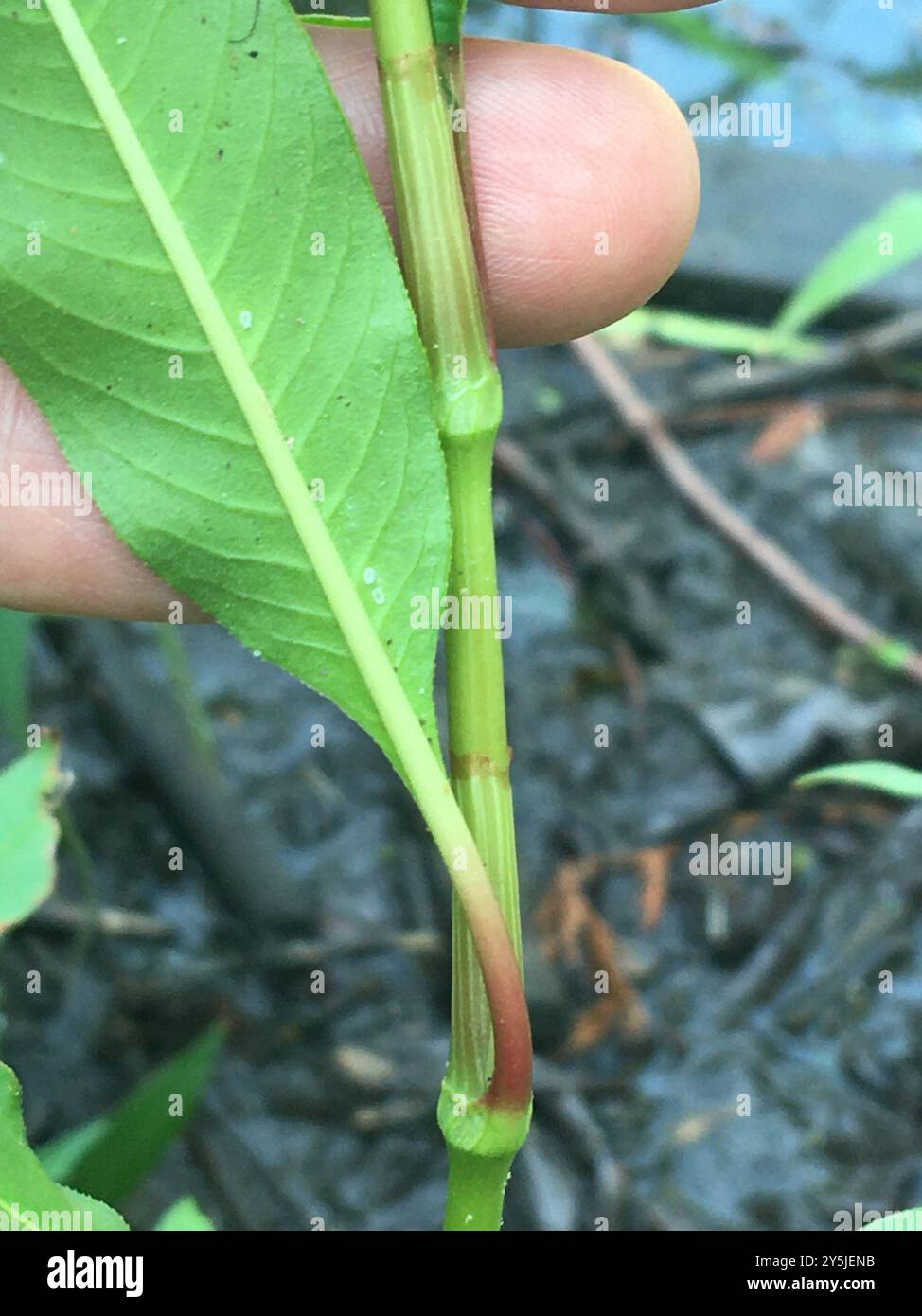 pinkweed (Persicaria pensylvanica) Plantae Stock Photo - Alamy
