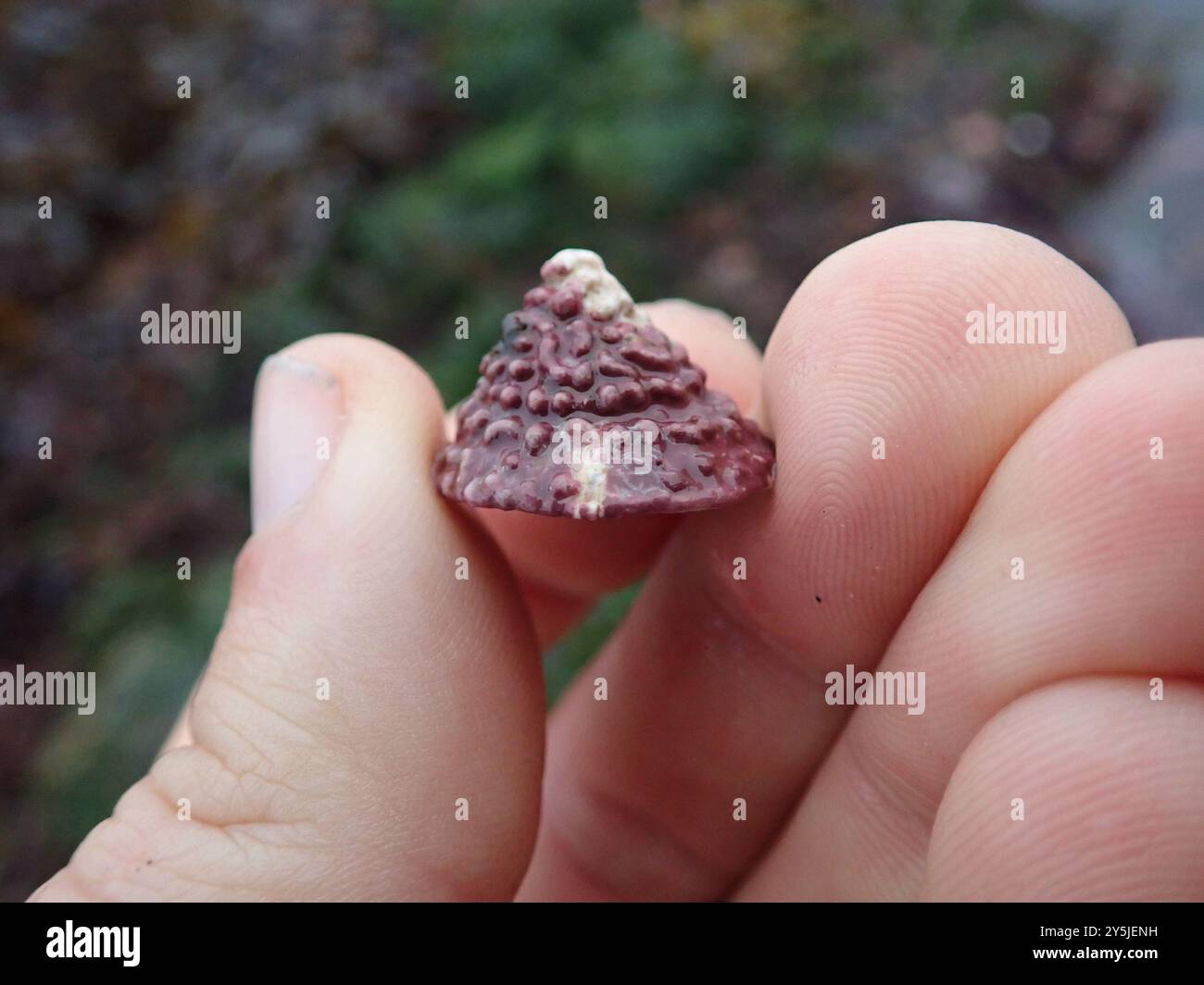 Whitecap Limpet (Acmaea mitra) Mollusca Stock Photo - Alamy