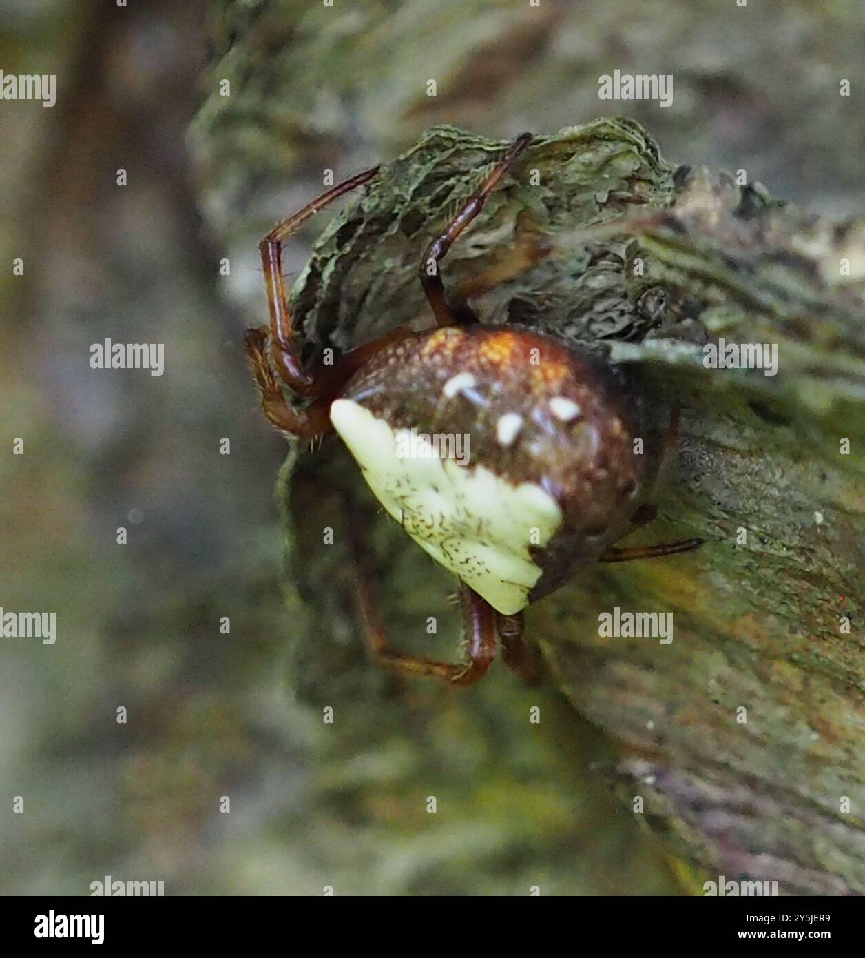 Arrowhead Orbweaver (Verrucosa arenata) Arachnida Stock Photo - Alamy
