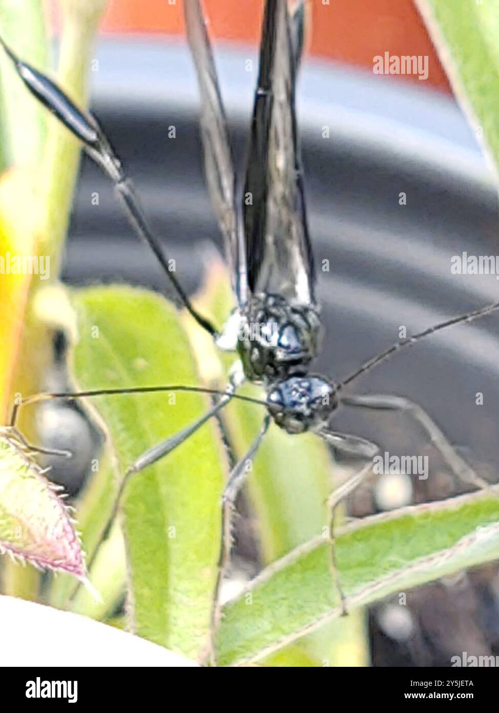 American Pelecinid Wasp (Pelecinus polyturator) Insecta Stock Photo - Alamy