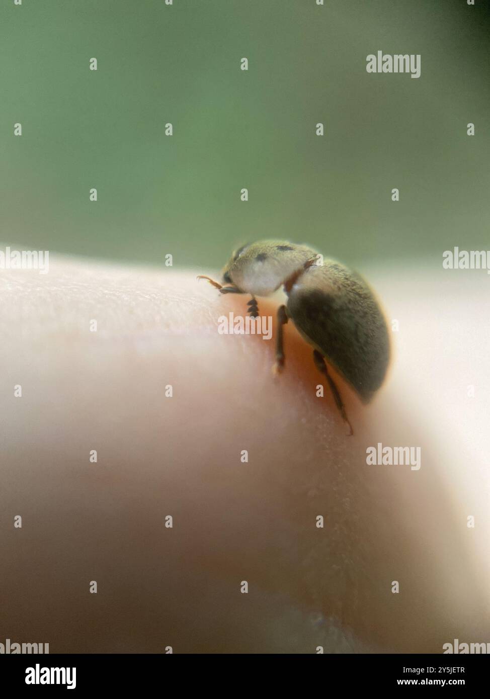 Cychramus variegatus hi-res stock photography and images - Alamy