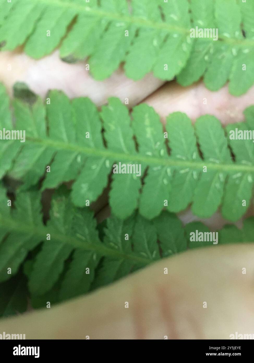 silvery glade fern (Deparia acrostichoides) Plantae Stock Photo - Alamy