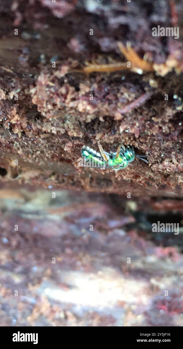 Augochlorine Sweat Bees (Augochlorini) Insecta Stock Photo - Alamy