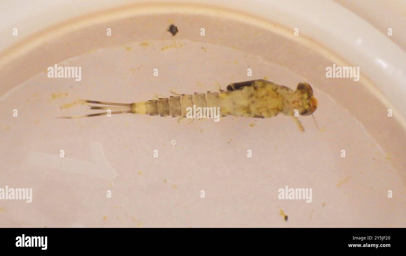 Small Mayflies (Baetidae) Insecta Stock Photo - Alamy