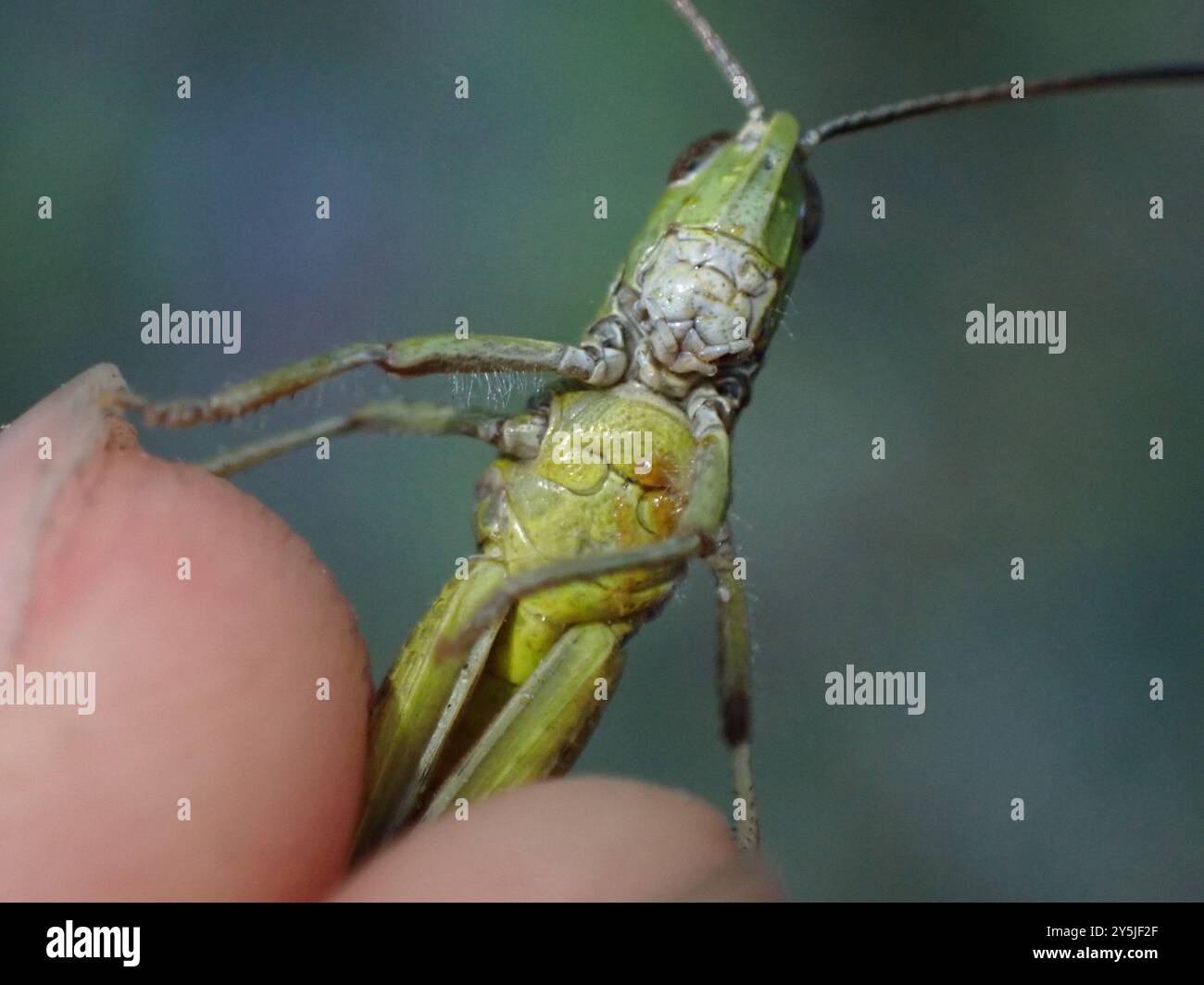 Bow-winged Grasshopper (Chorthippus biguttulus) Insecta Stock Photo - Alamy