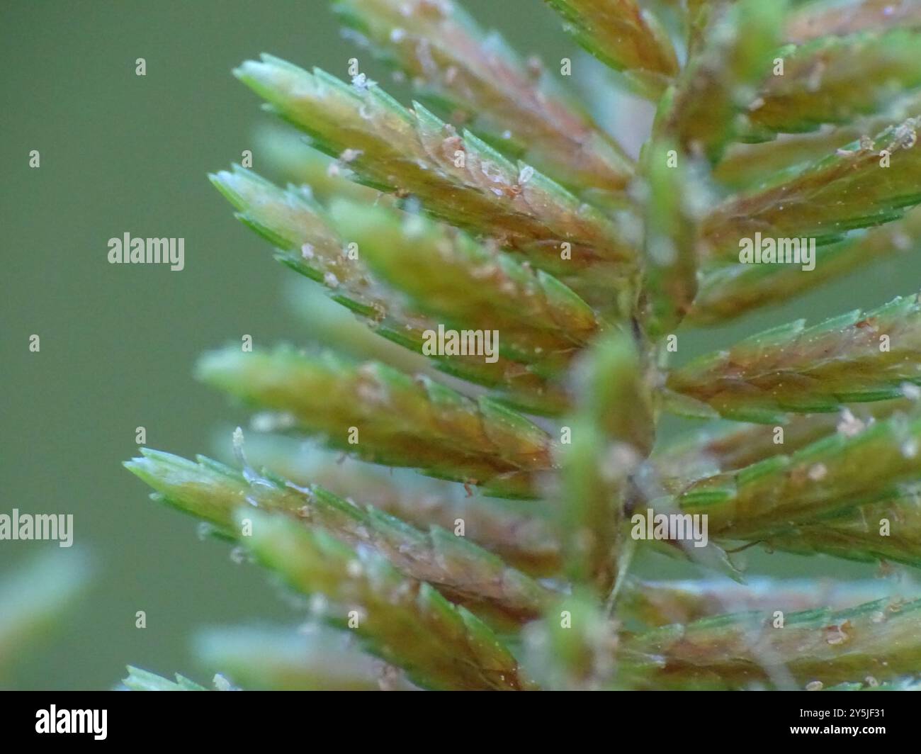 redroot flatsedge (Cyperus erythrorhizos) Plantae Stock Photo - Alamy