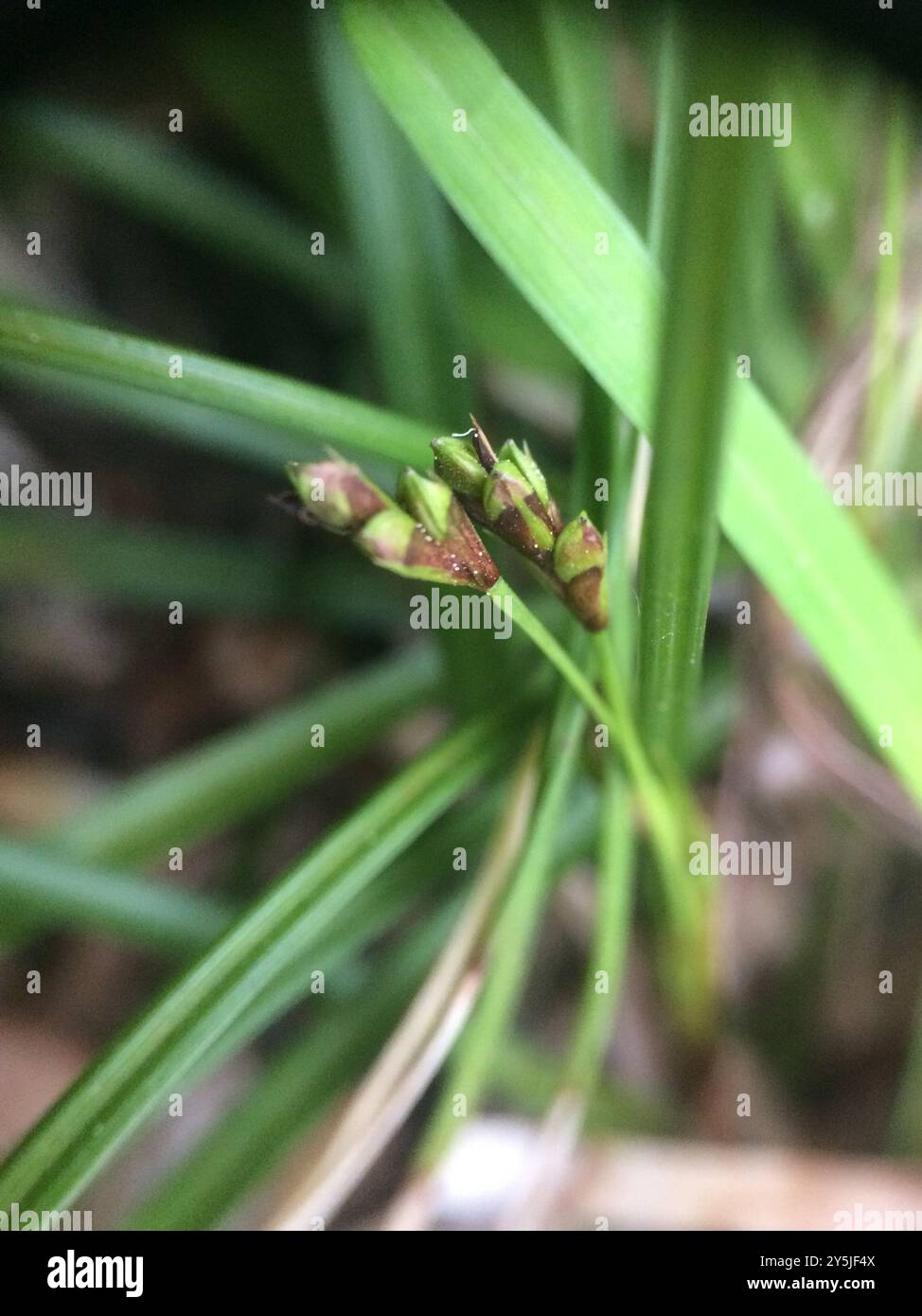long-stalked sedge (Carex pedunculata) Plantae Stock Photo - Alamy