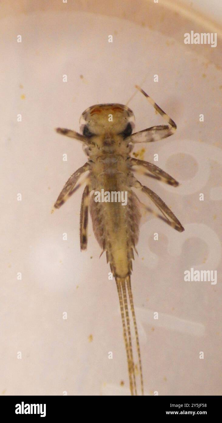 Orange Cahill (Stenacron interpunctatum) Insecta Stock Photo - Alamy