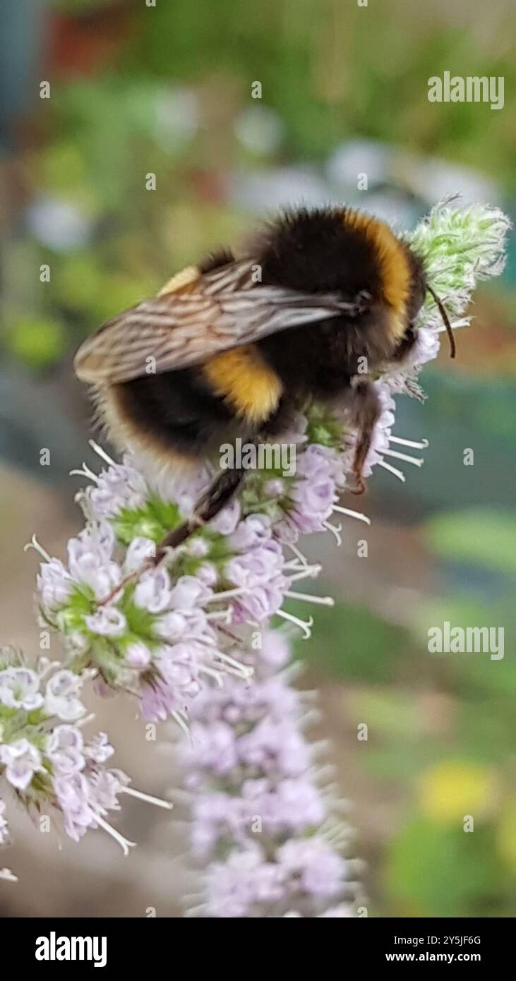 Buff-tailed Bumble Bee (Bombus terrestris) Insecta Stock Photo - Alamy