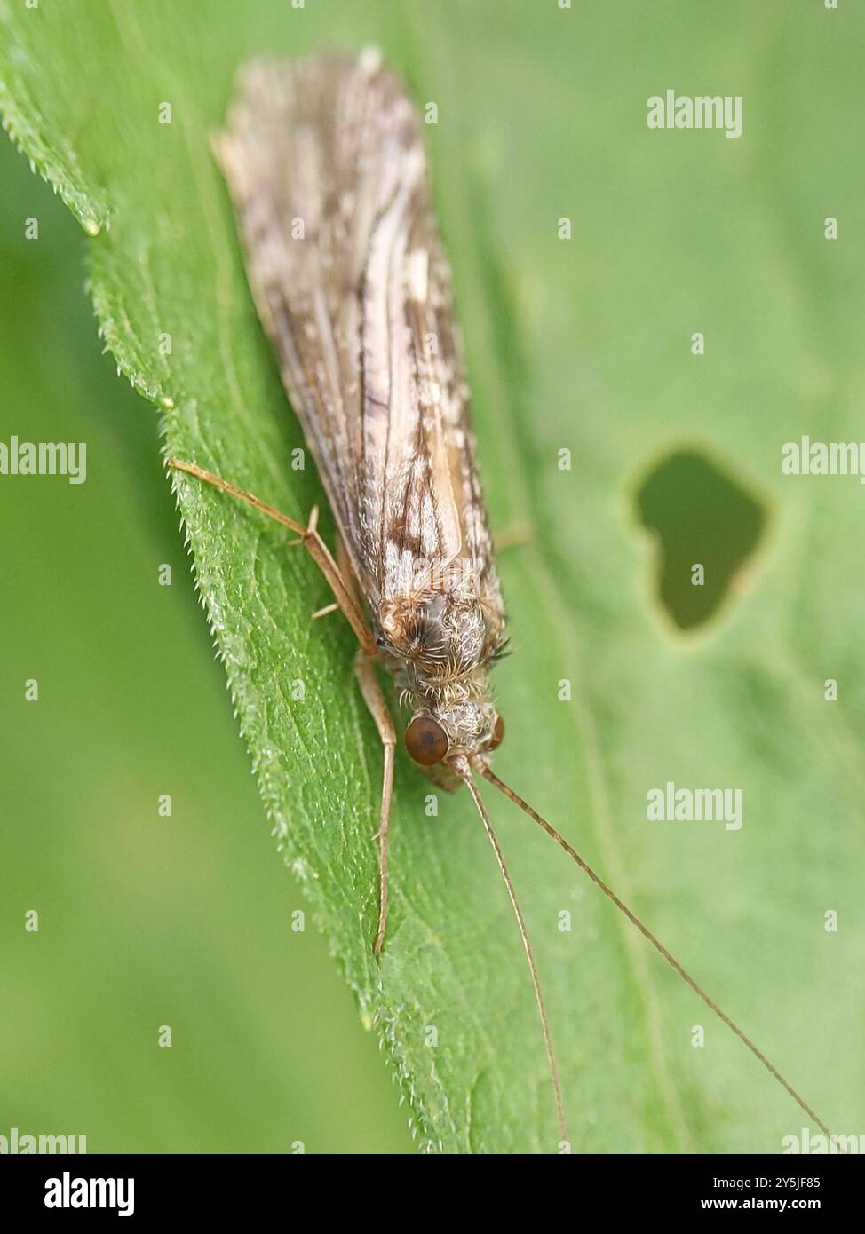 Caddisflies (Trichoptera) Insecta Stock Photo - Alamy