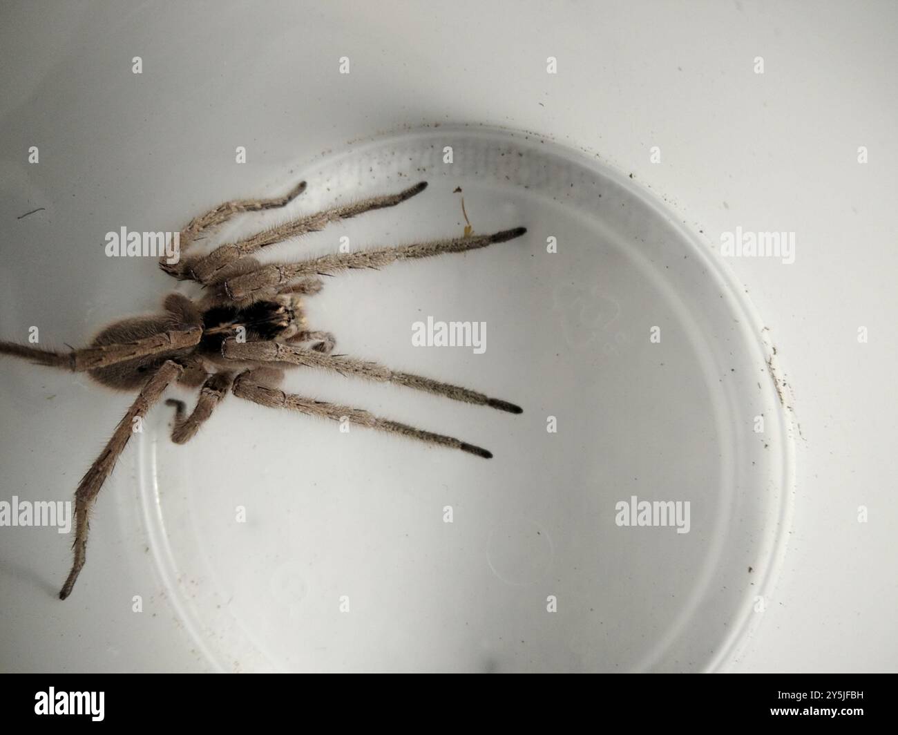 Wandering Spiders (Ctenidae) Arachnida Stock Photo - Alamy