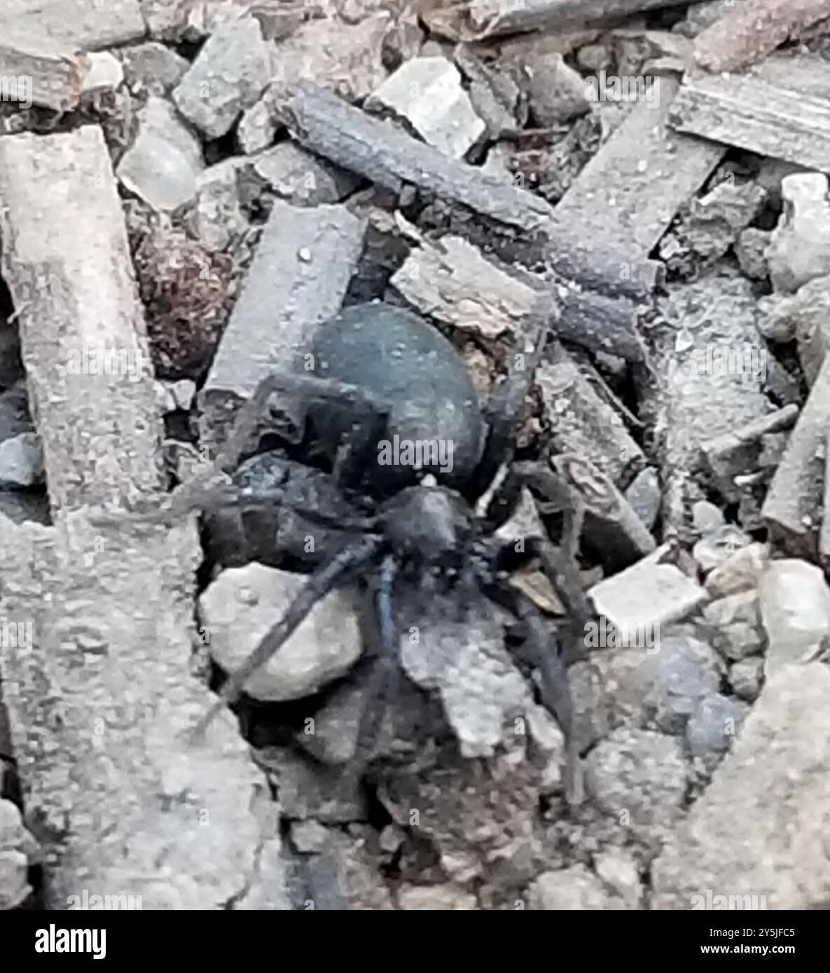 Stealthy Ground Spiders (Gnaphosidae) Arachnida Stock Photo - Alamy