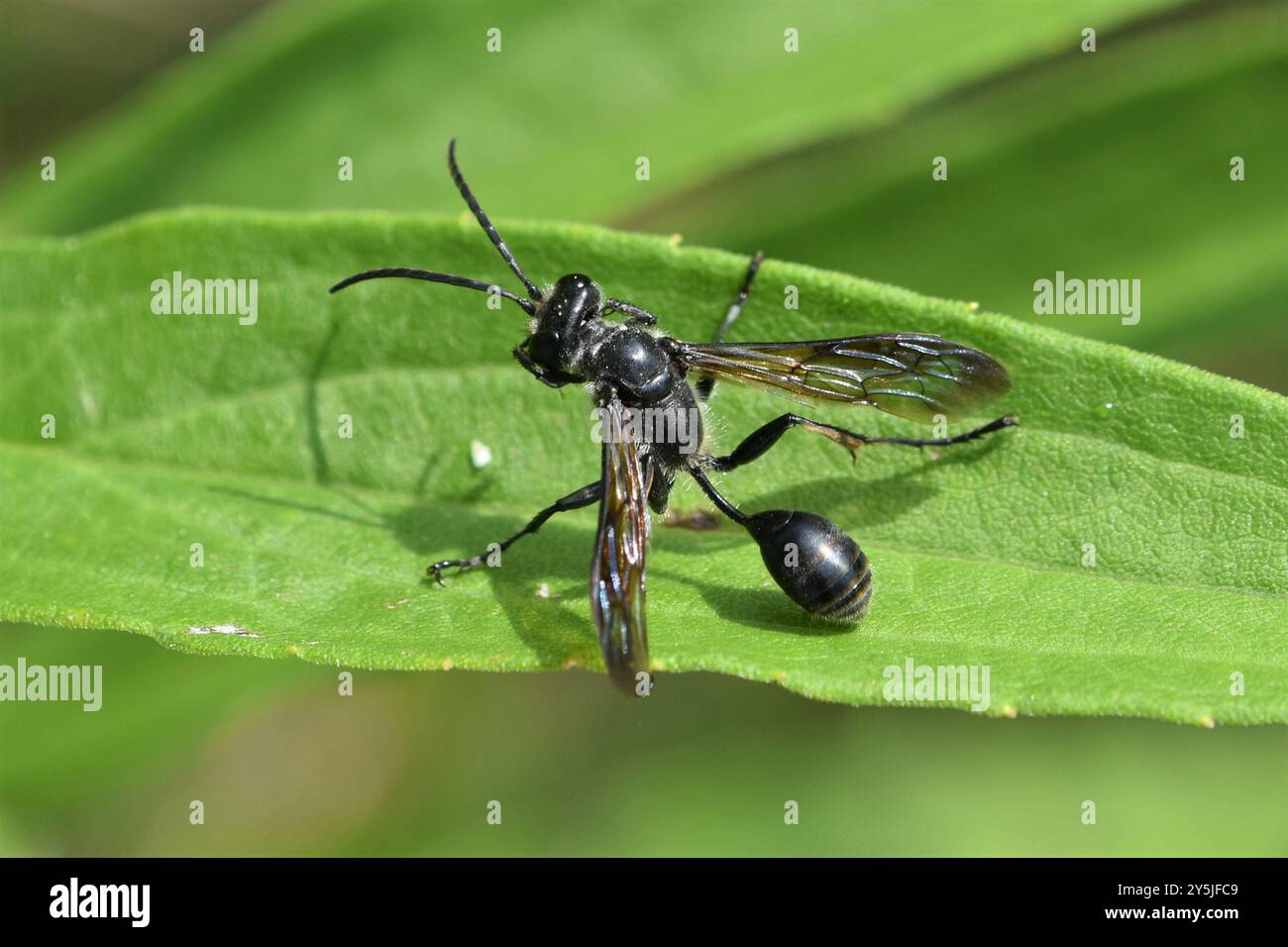 Mexican Grass-carrying Wasp (Isodontia mexicana) Insecta Stock Photo ...