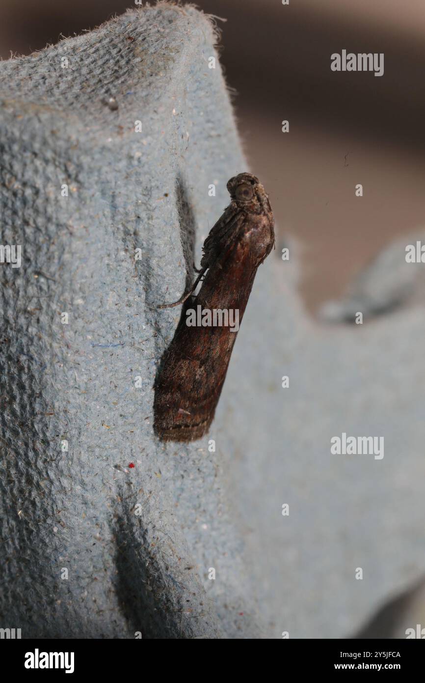 Dotted Oak Knot-horn (Phycita roborella) Insecta Stock Photo - Alamy