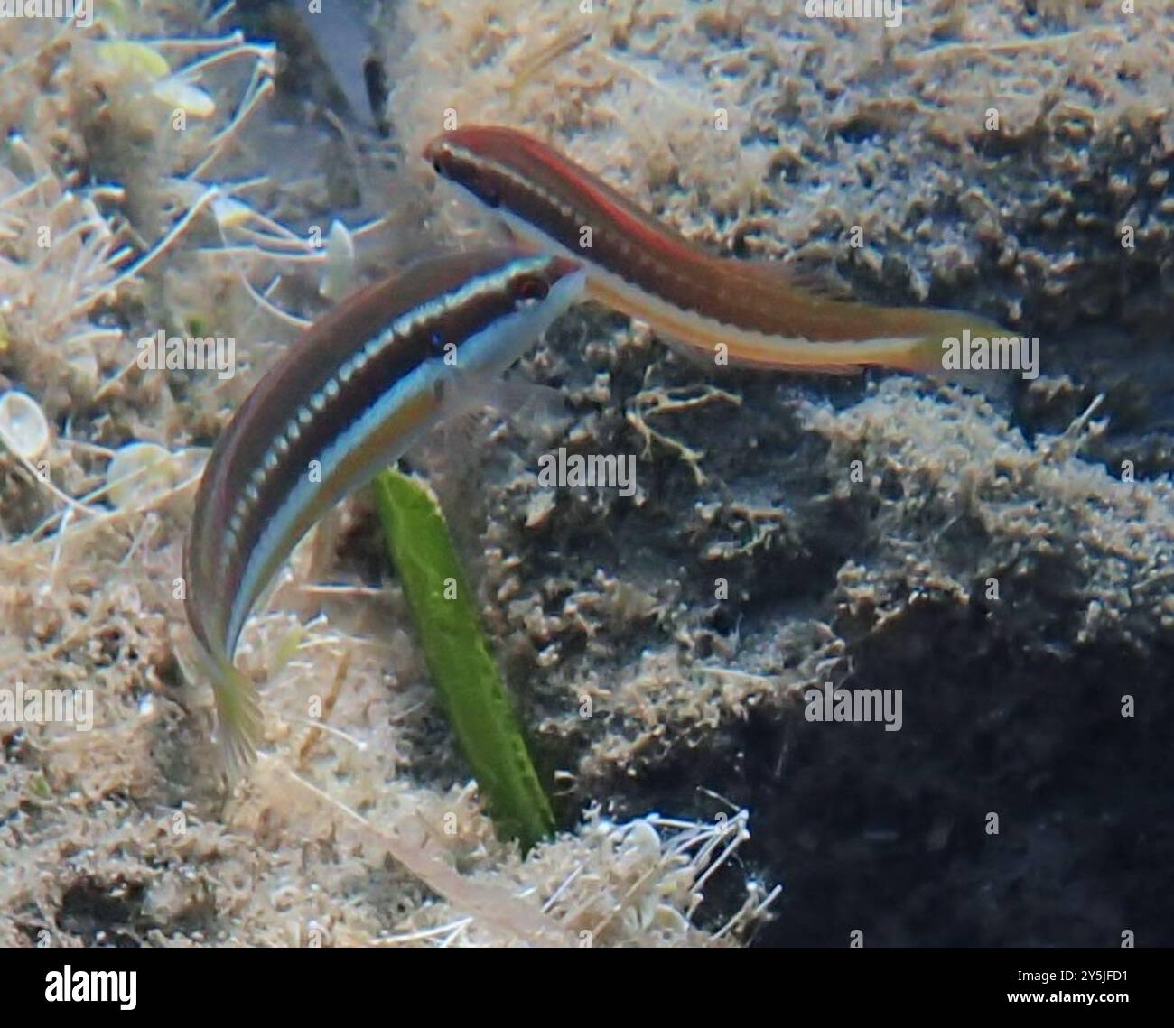 Mediterranean Rainbow Wrasse (Coris julis) Actinopterygii Stock Photo ...