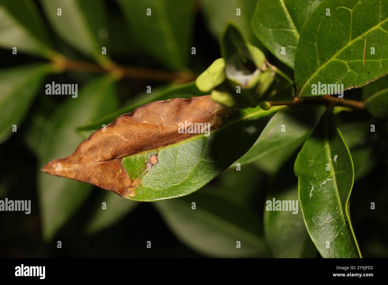 Lilac Leafminer Moth (Gracillaria syringella) Insecta Stock Photo - Alamy