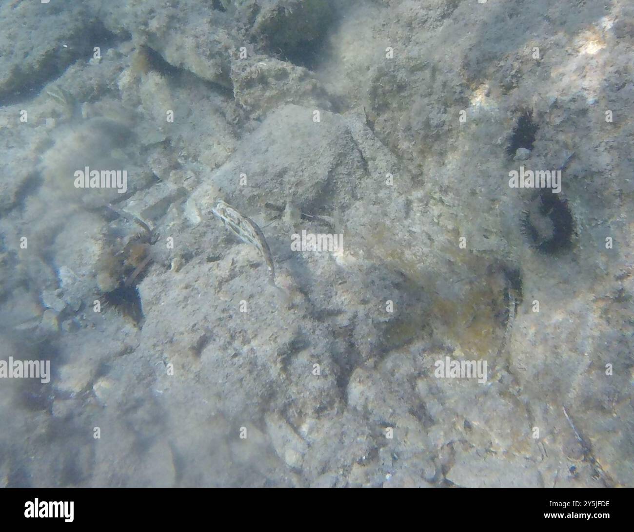 Rabbitfishes (Siganus) Actinopterygii Stock Photo - Alamy
