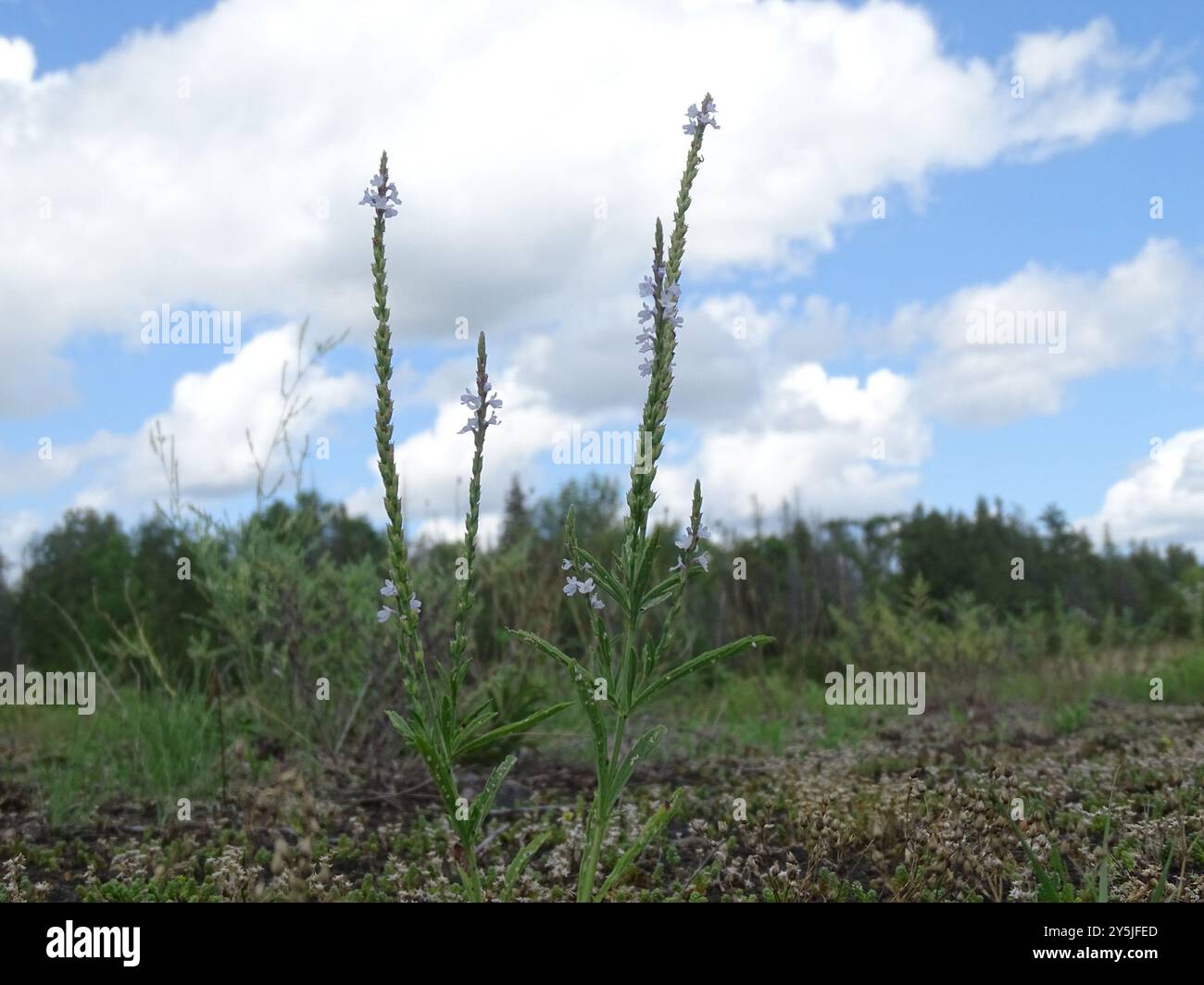 Narrowleaf Vervain (Verbena simplex) Plantae Stock Photo - Alamy