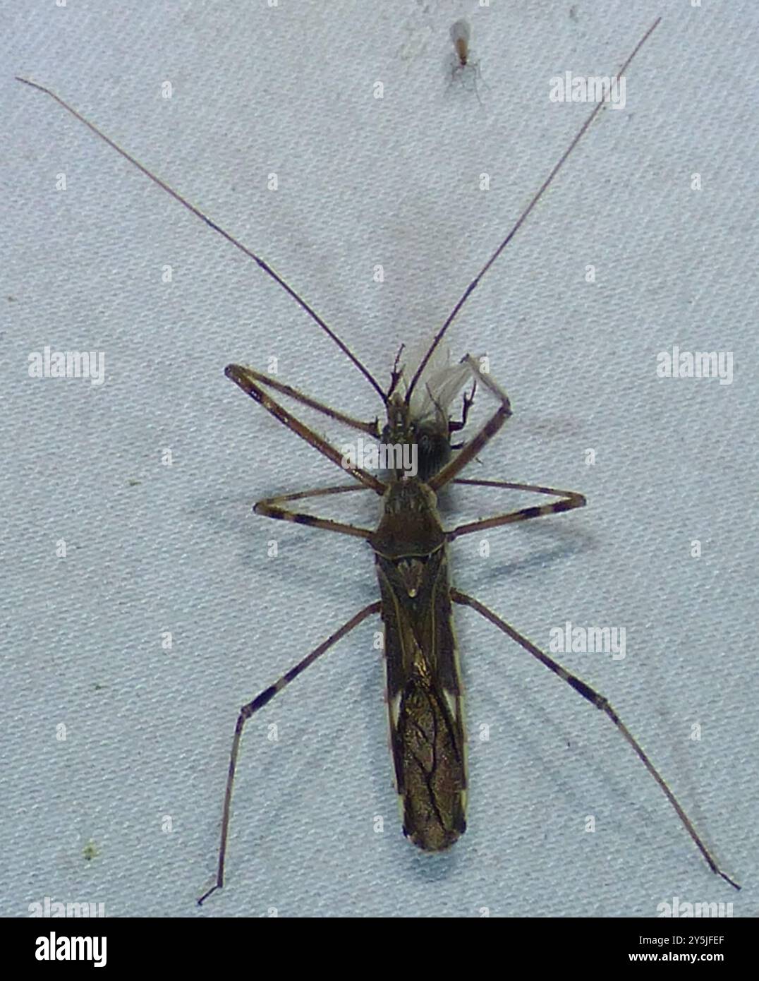 Four-spurred Assassin Bug (Zelus tetracanthus) Insecta Stock Photo - Alamy