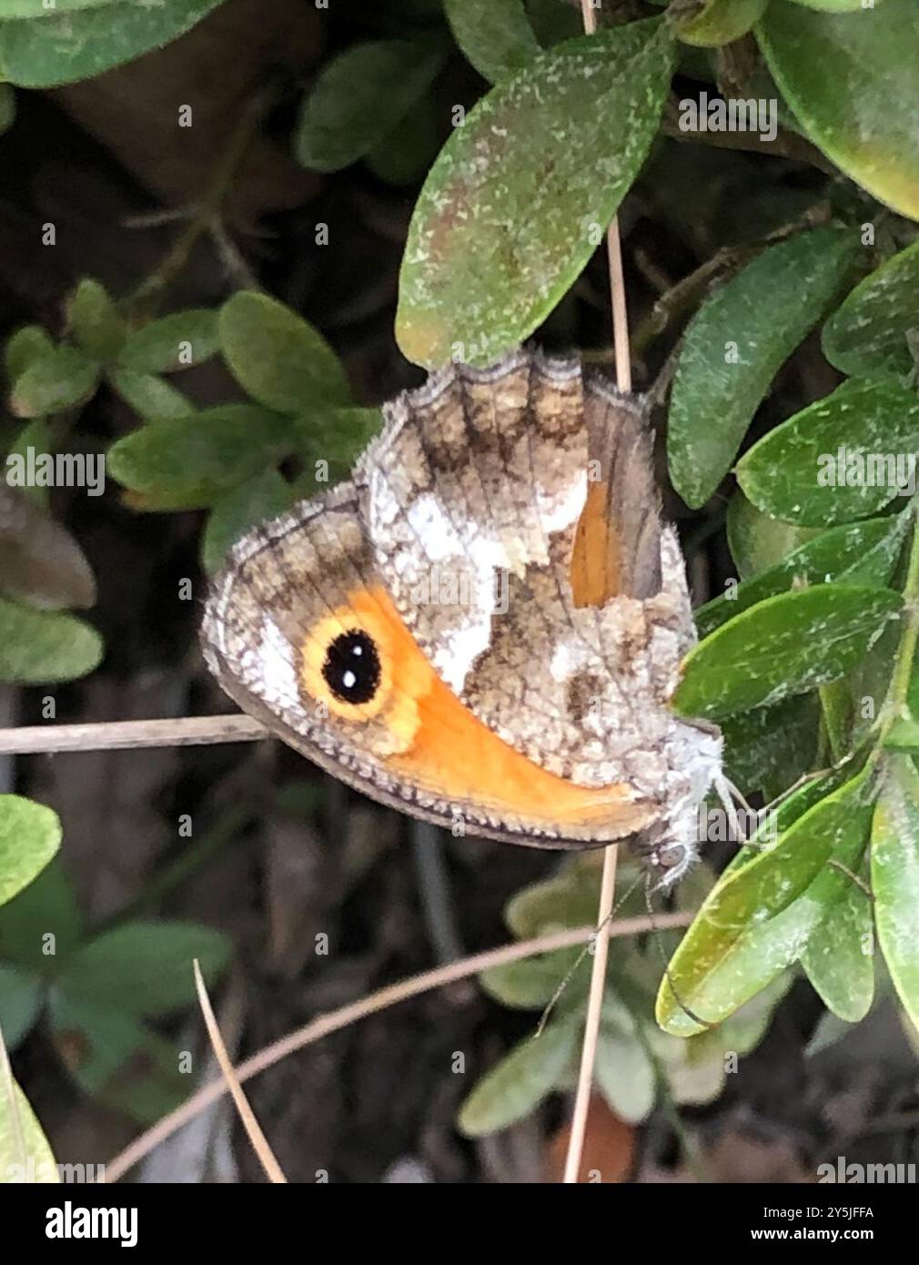 Southern Gatekeeper (Pyronia cecilia) Insecta Stock Photo - Alamy