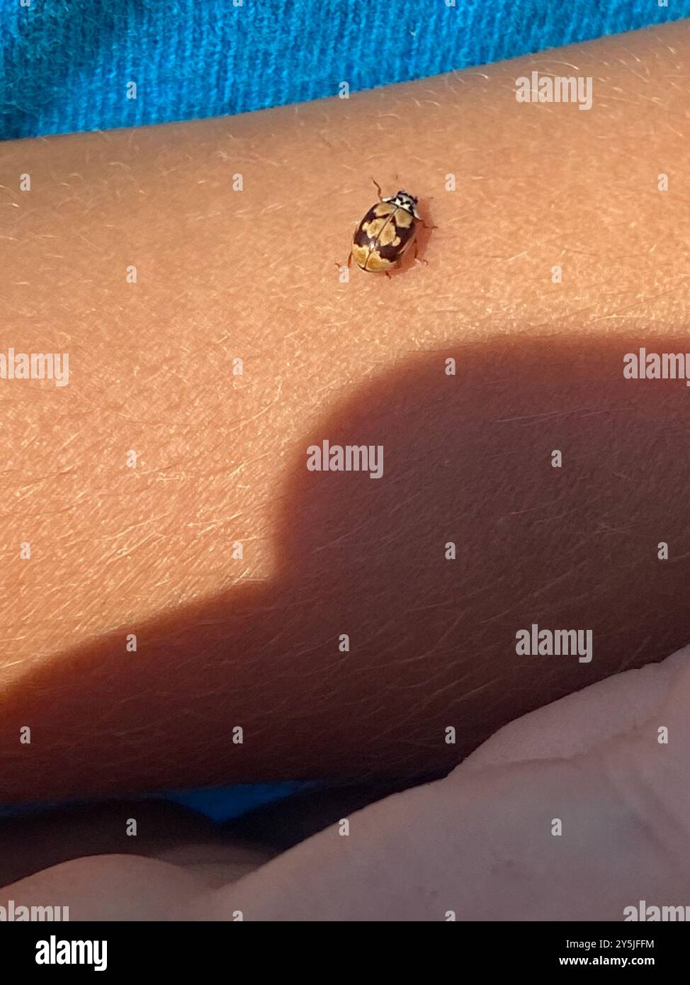 Painted Ladybird (Mulsantina picta) Insecta Stock Photo - Alamy