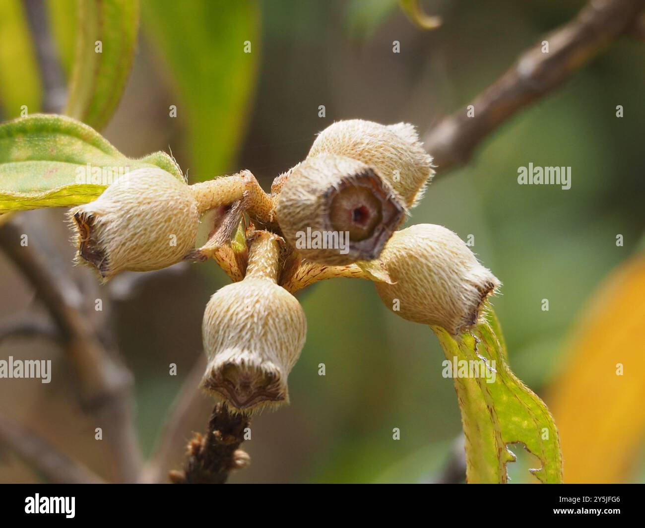 Common Melastoma (Melastoma candidum) Plantae Stock Photo - Alamy