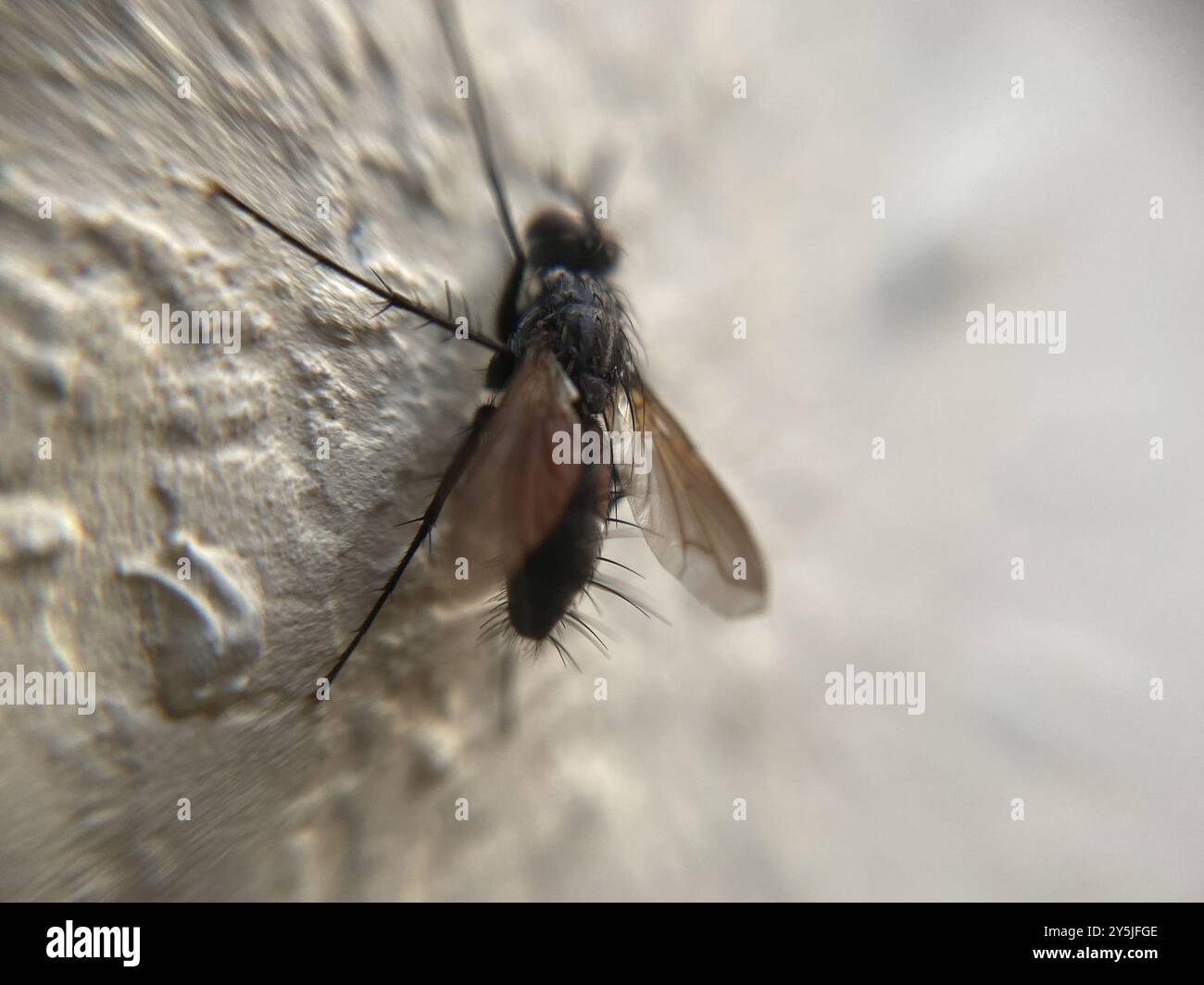 Red Spotted Parasite Fly (Eriothrix rufomaculata) Insecta Stock Photo ...