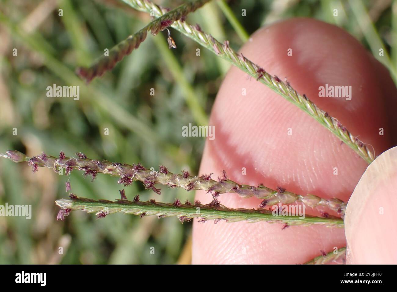Bermuda grass (Cynodon dactylon) Plantae Stock Photo - Alamy