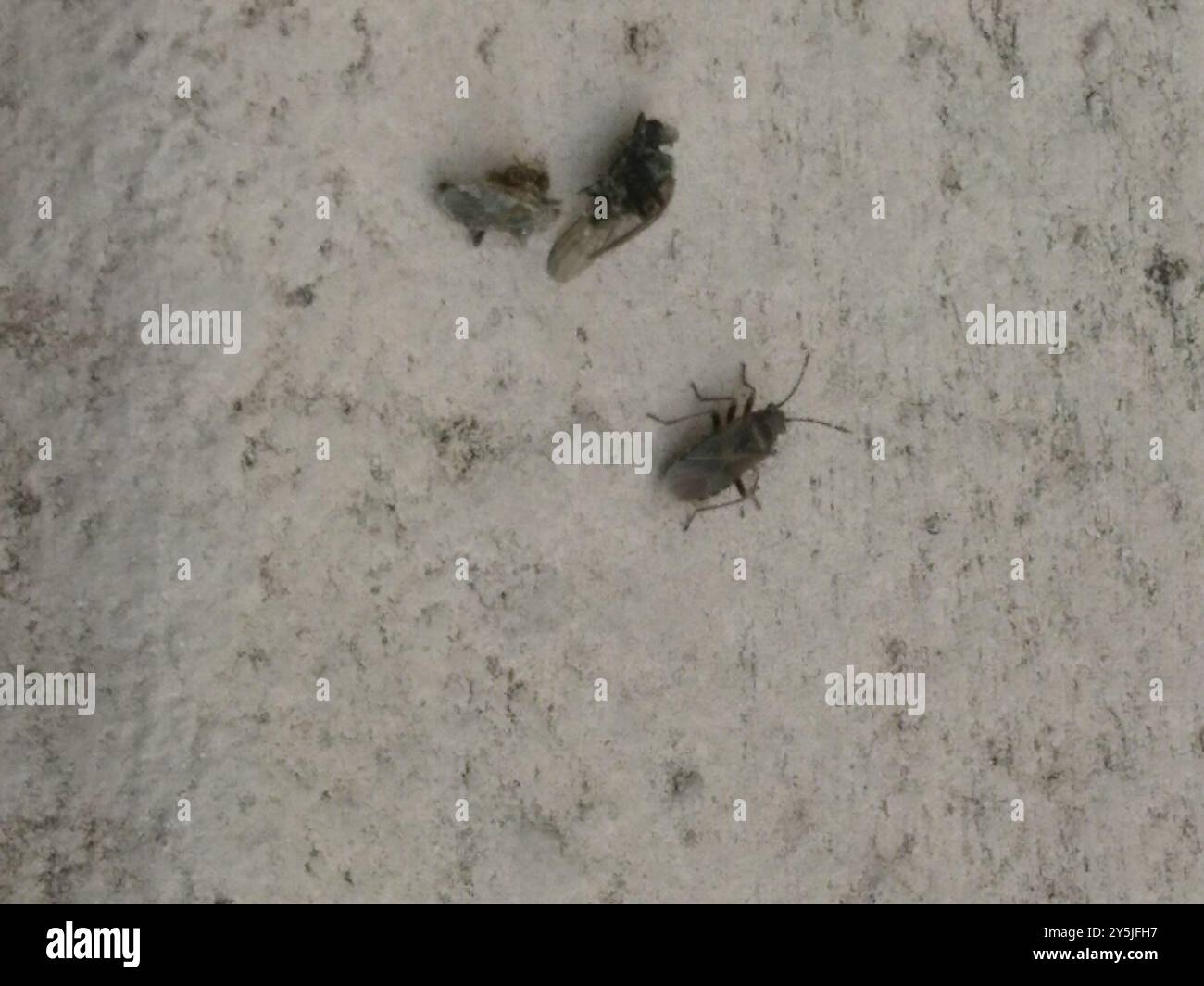 Seed Bugs (Lygaeidae) Insecta Stock Photo - Alamy