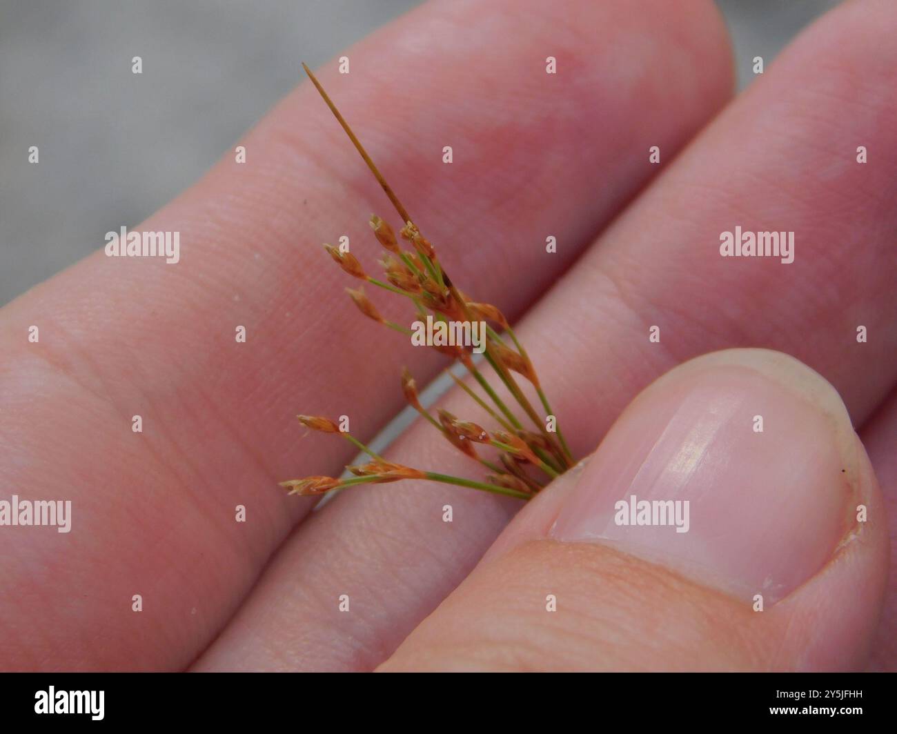 Capillary Hairsedge (Bulbostylis ciliatifolia) Plantae Stock Photo - Alamy