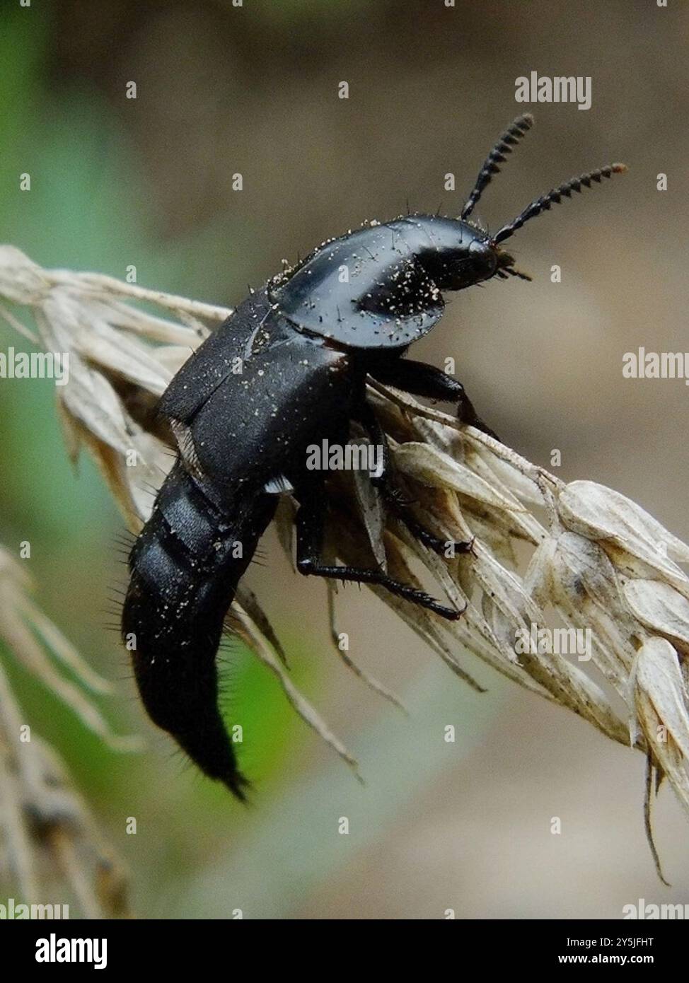 Hornet Rove-beetle (Quedius dilatatus) Insecta Stock Photo - Alamy