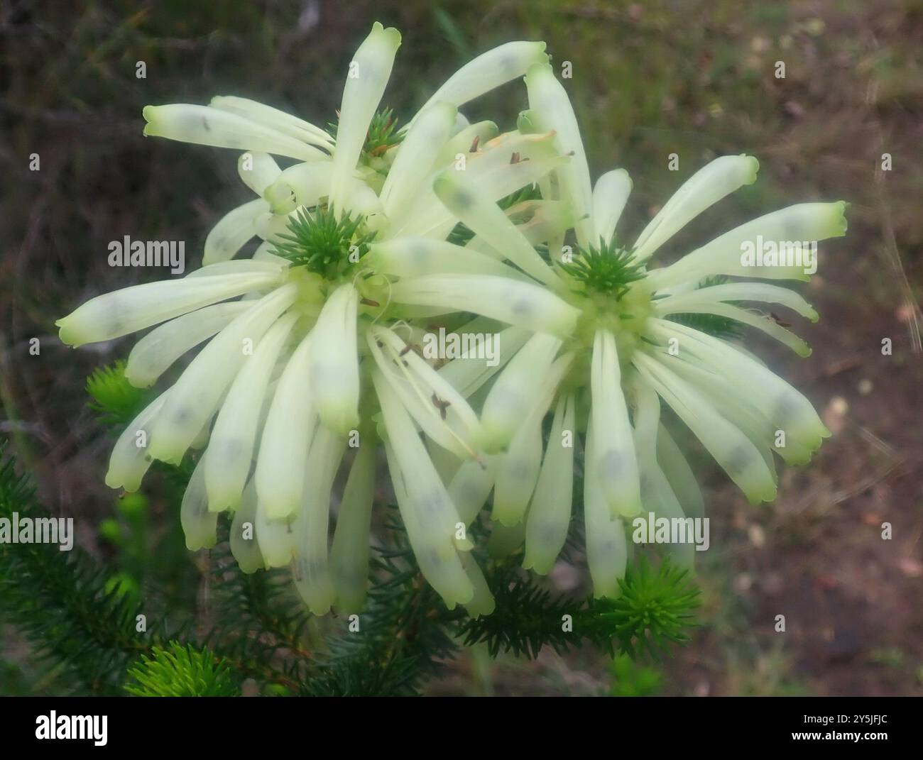 Bottle Green Heath (Erica sessiliflora) Plantae Stock Photo - Alamy