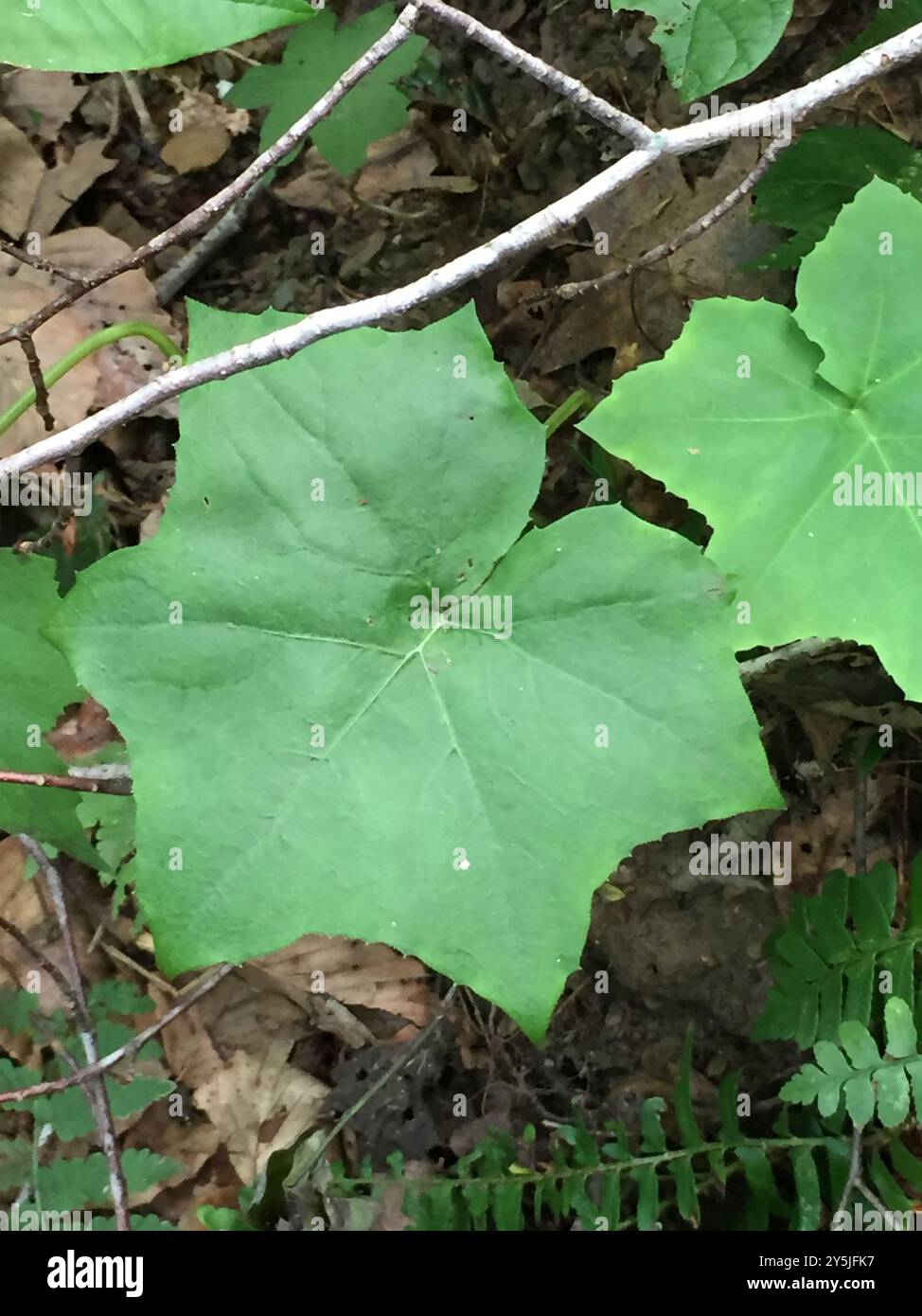 Broad-leaf Waterleaf (Hydrophyllum canadense) Plantae Stock Photo - Alamy