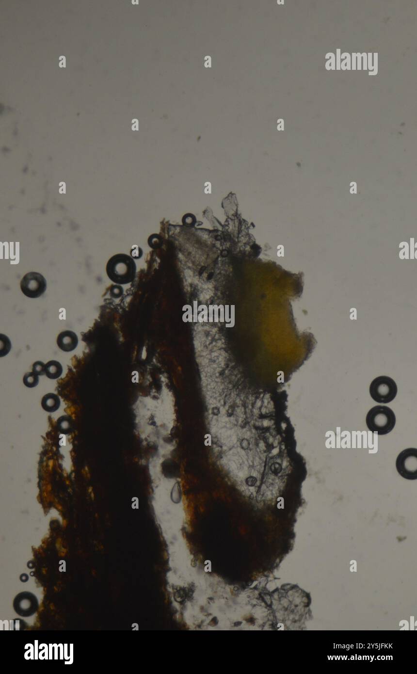 (Zythia resinae) Fungi Stock Photo - Alamy