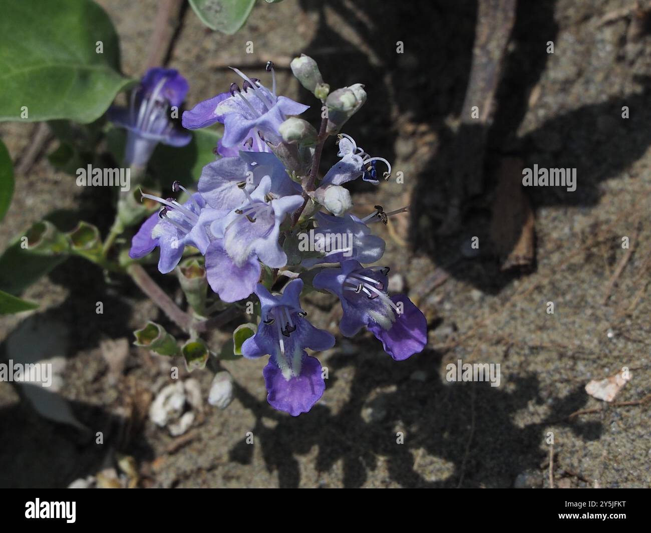 Beach Vitex (Vitex rotundifolia) Plantae Stock Photo - Alamy