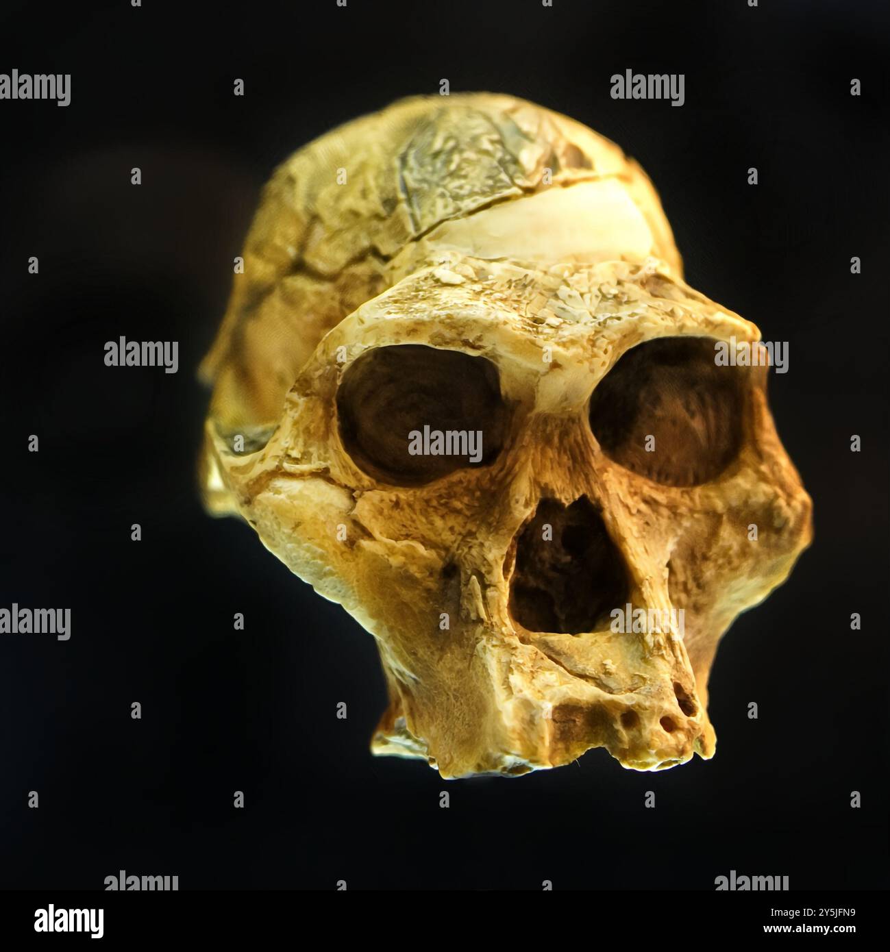 skull, reconstructed skull of australopithecus. archeology and ...