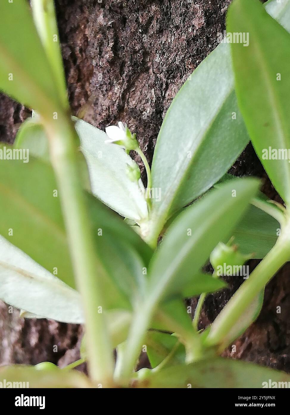 Old World Diamond Flower (Oldenlandia corymbosa) Plantae Stock Photo ...