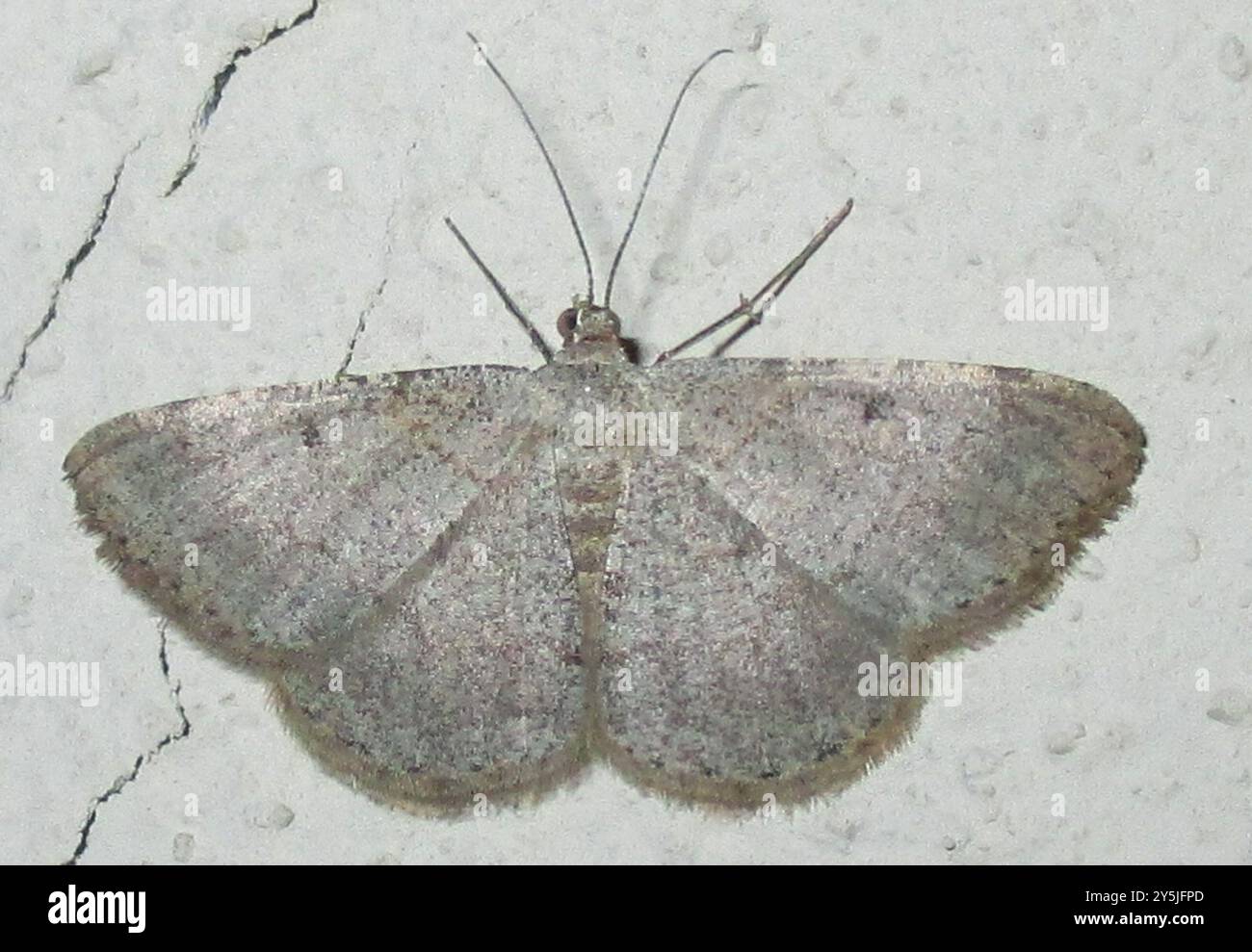 Geometer Moths (Geometridae) Insecta Stock Photo - Alamy