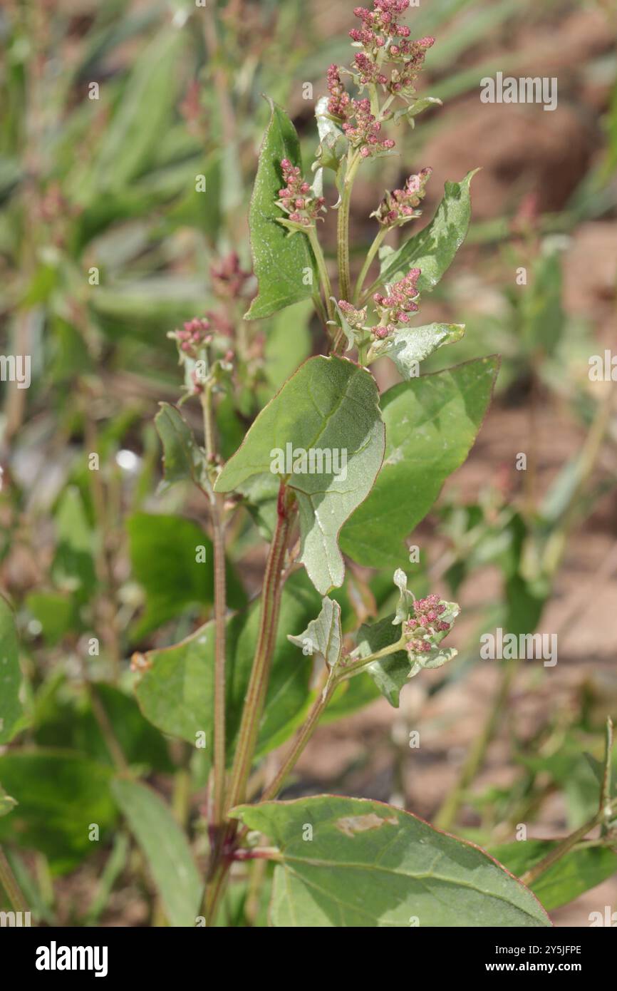 Creeping Saltbush (Atriplex prostrata) Plantae Stock Photo - Alamy