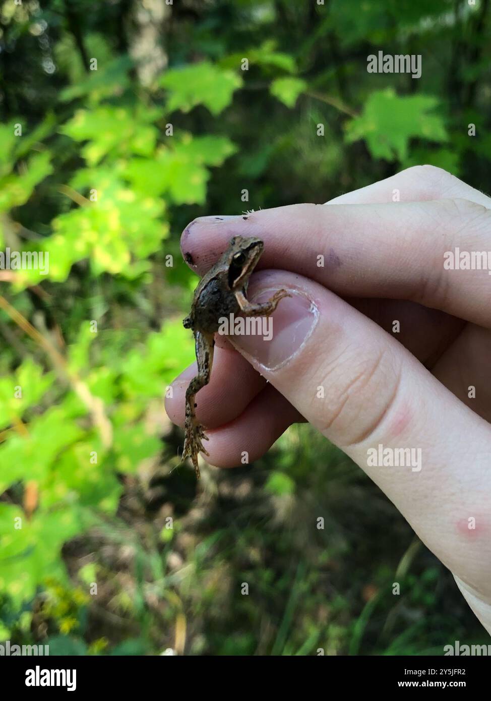 Pond Frogs (Rana) Amphibia Stock Photo - Alamy