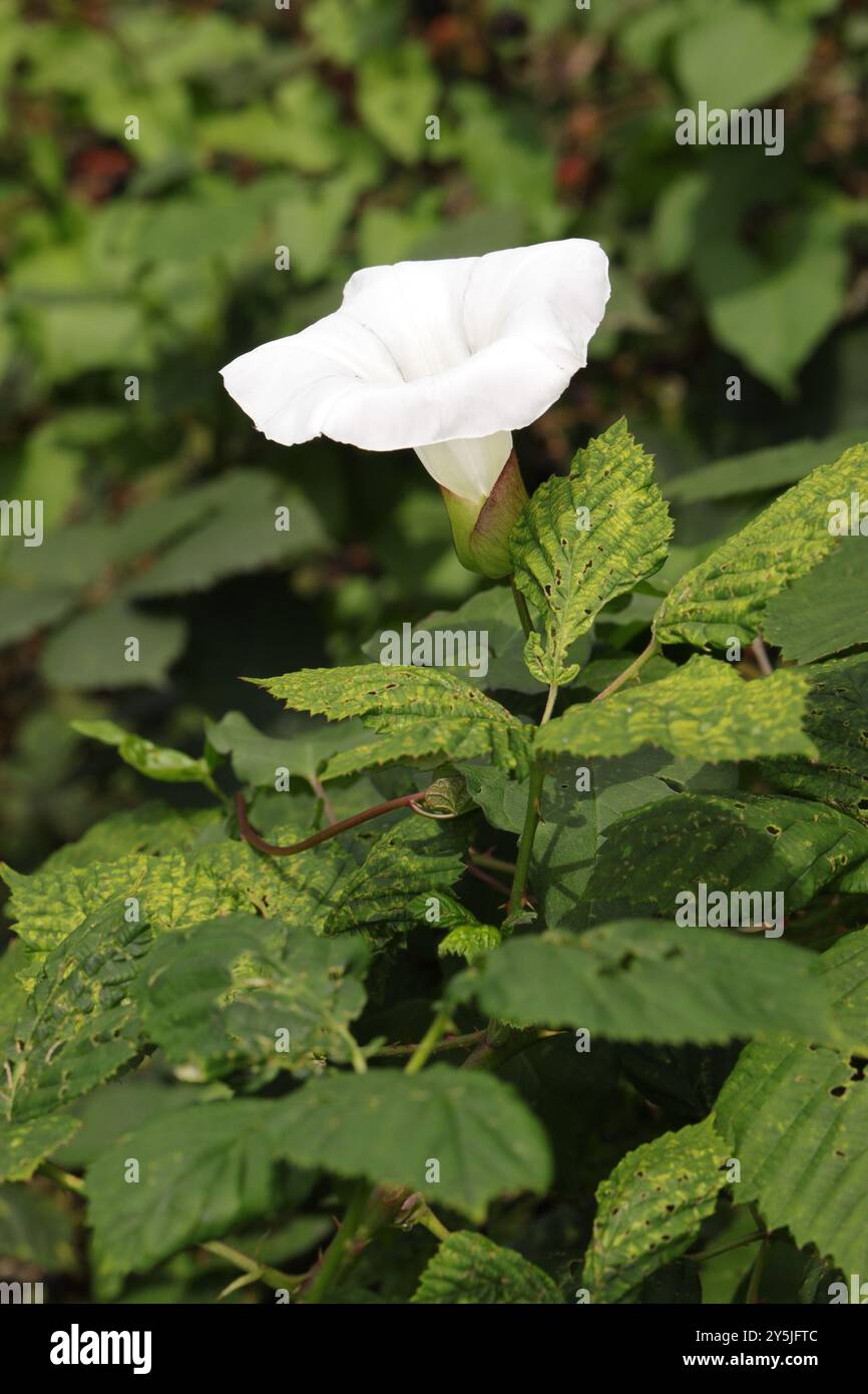 large bindweed (Calystegia silvatica) Plantae Stock Photo - Alamy