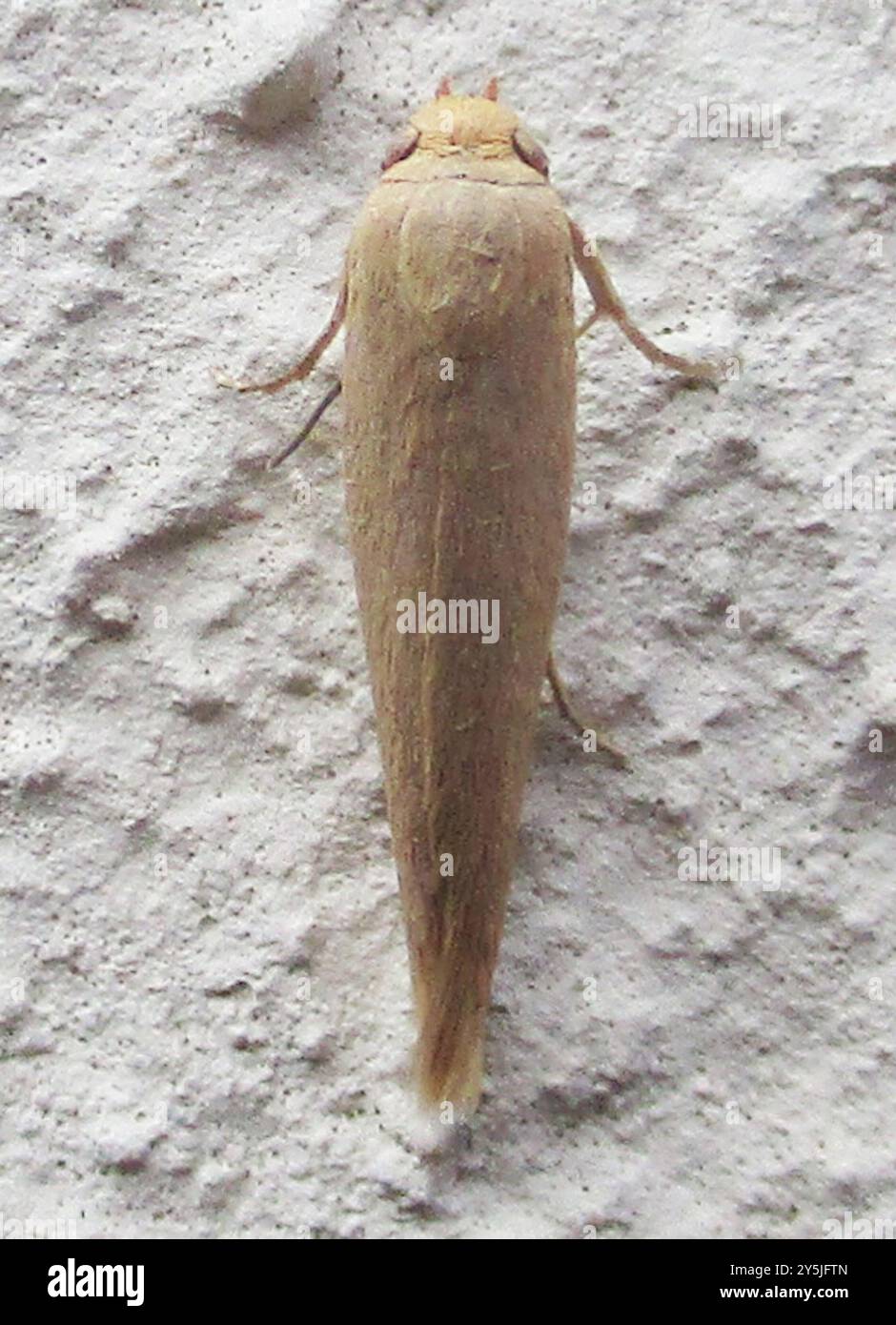 Fungus Moths, Clothes Moths, & Allies (Tineidae) Insecta Stock Photo ...