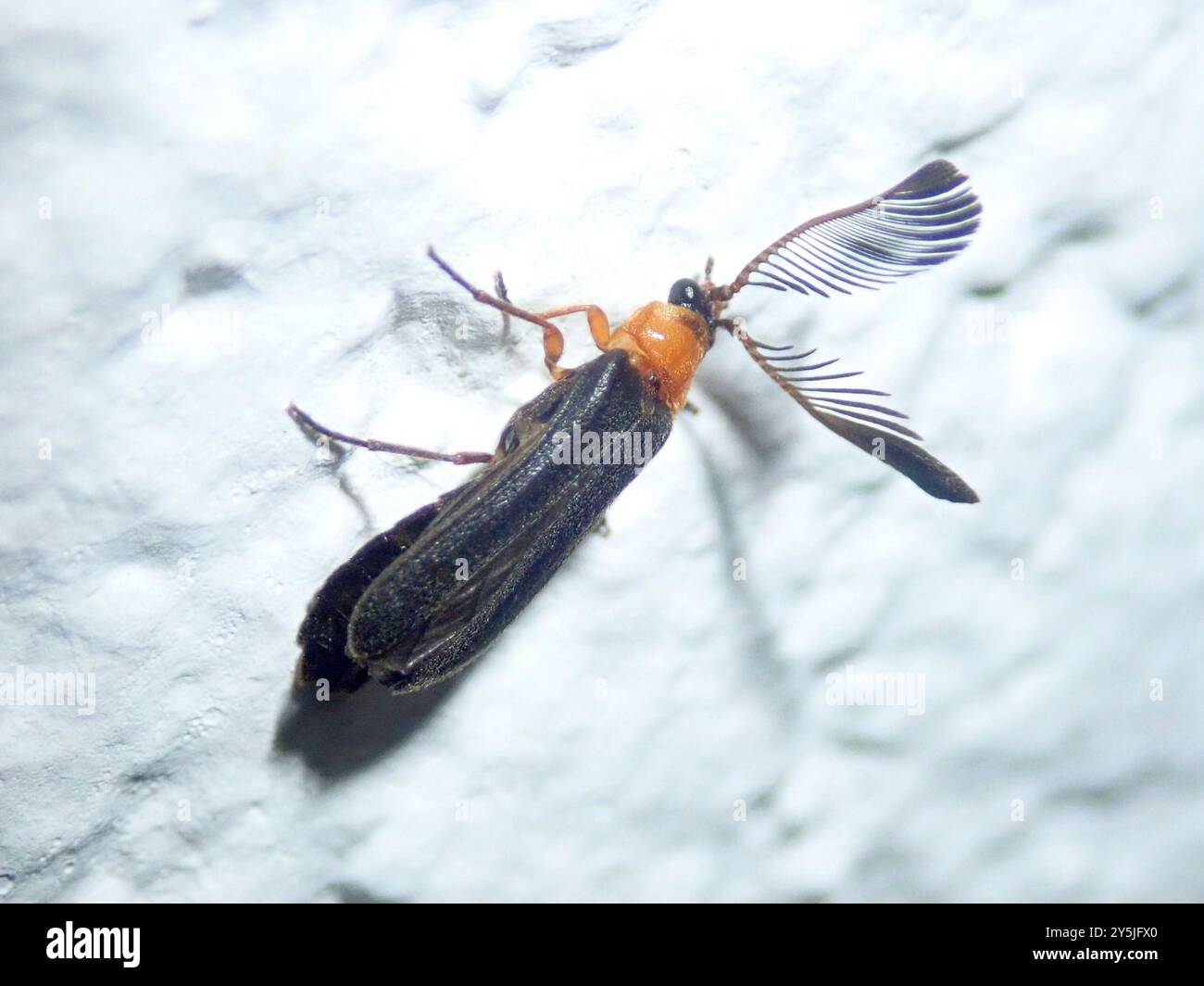 Fireflies (Lampyridae) Insecta Stock Photo - Alamy