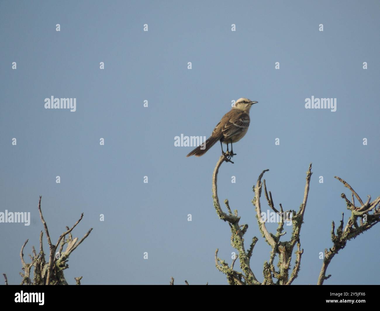 Chalk-browed Mockingbird (Mimus saturninus) Aves Stock Photo - Alamy