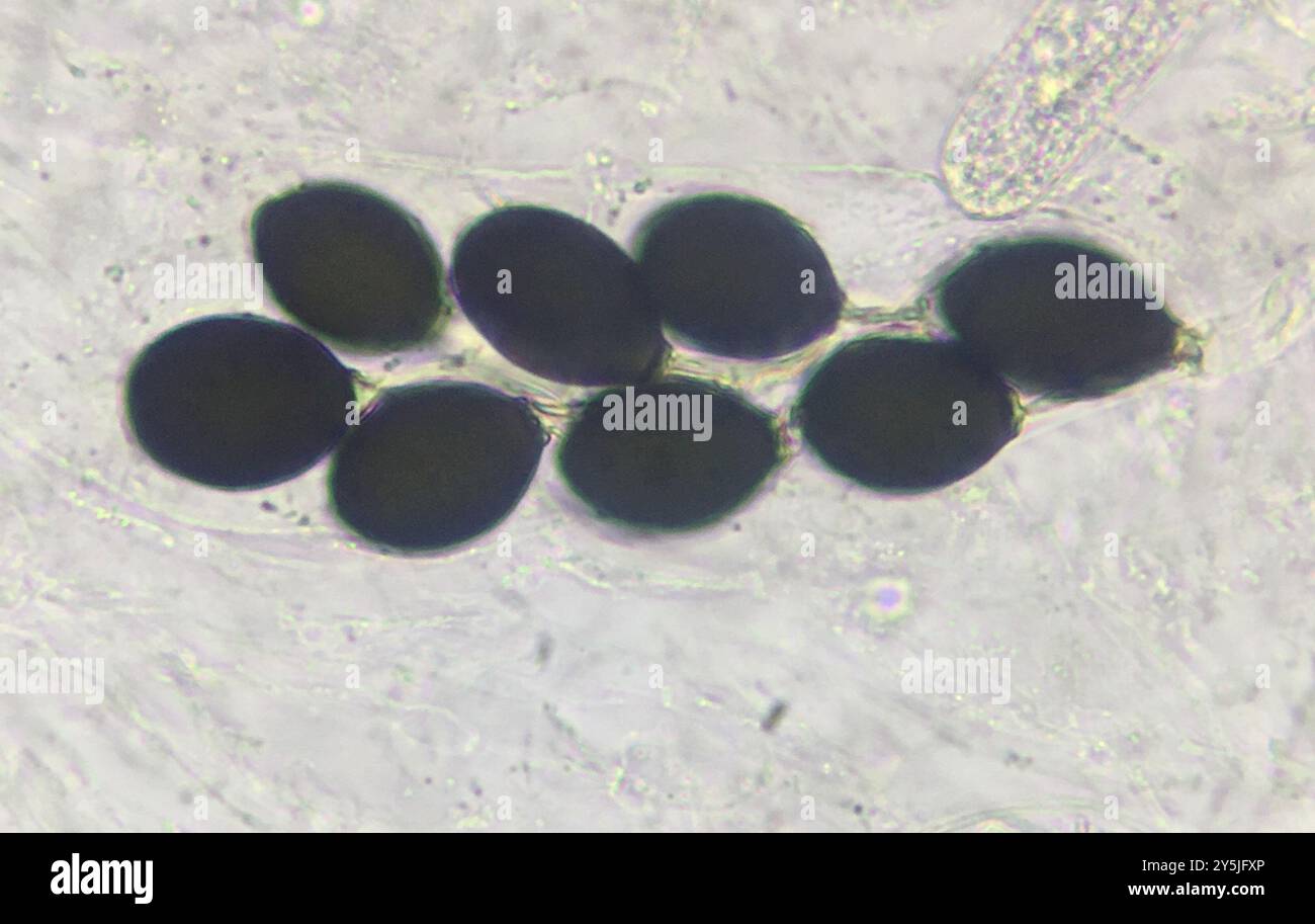 (Podospora pyriformis) Fungi Stock Photo - Alamy